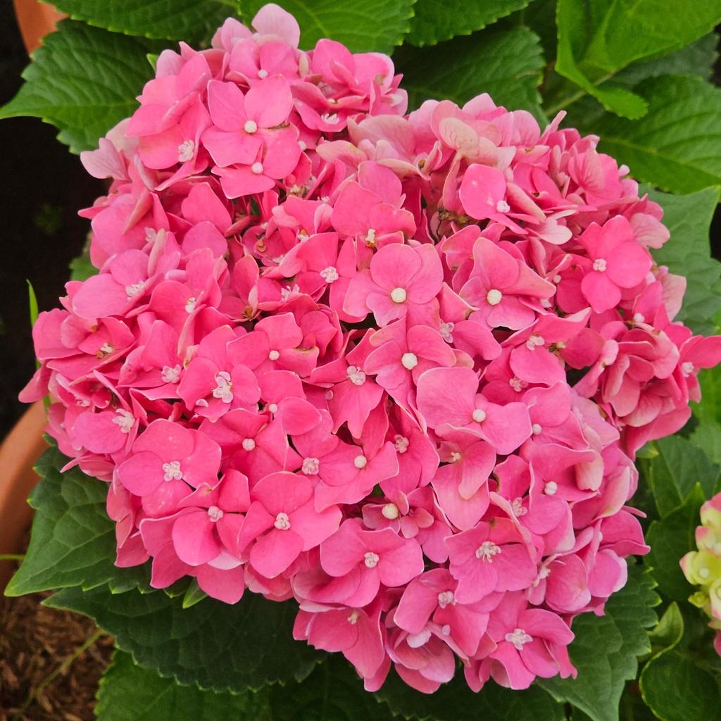 Hydrangea macrophylla: Care, Growing Tips, and Flower Color Changing Guide"